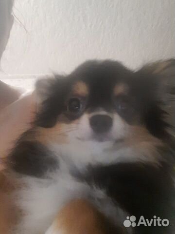 Помесь шпица и чихуа