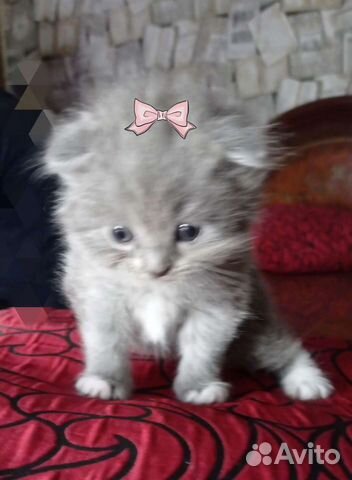 Шотландская вислоухая девочка