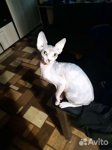 Канадский сфинкс девочка