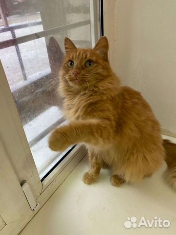 Василиса в поисках дома