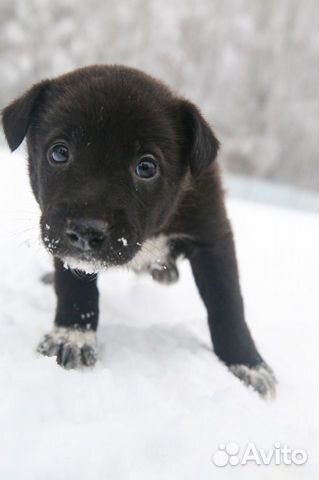 Крохотный Мишенька 1.5 месяца ищет дом, в дар