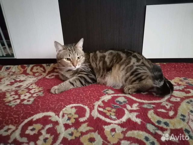 Кот Барсик