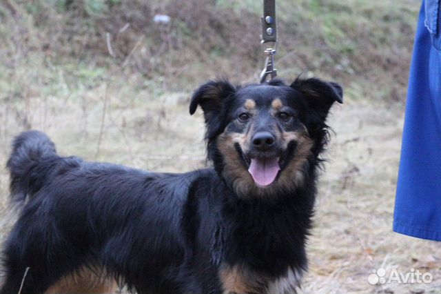 Ищет хозяев