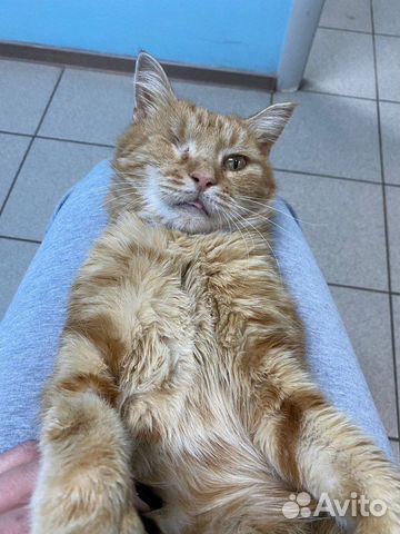 Кот Пират ищет дом
