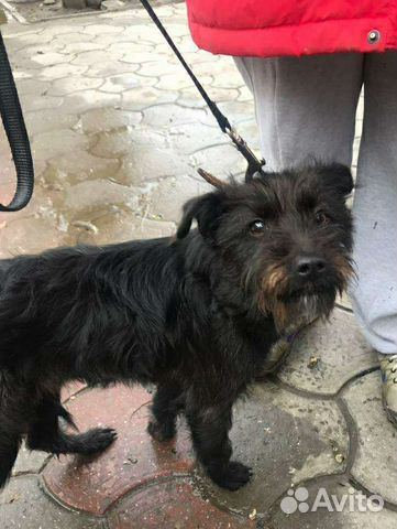 Щенок Тобби