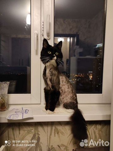 Кошки в добрые руки бесплатно