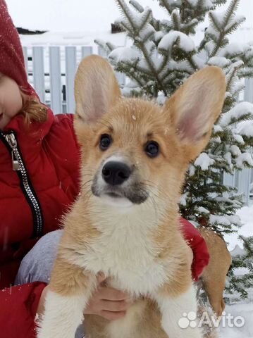 Вельш-корги пемброк девочка