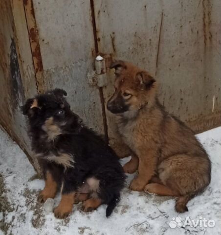 Щенята мальчики в добрые руки бесплатно