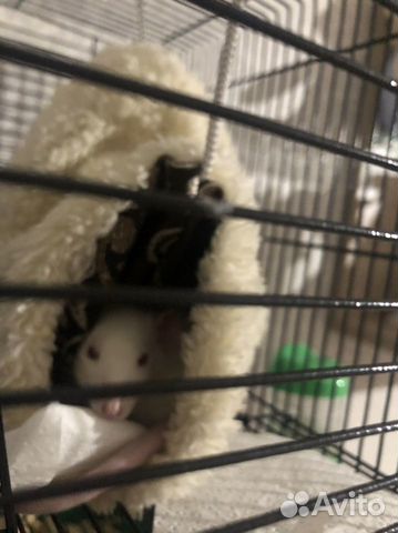 Крыса дамбо с клеткой