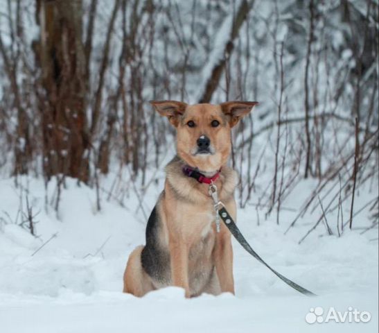 Небольшая и очень ласковая Йода ждёт семью в Лесно