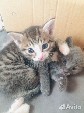 Коты