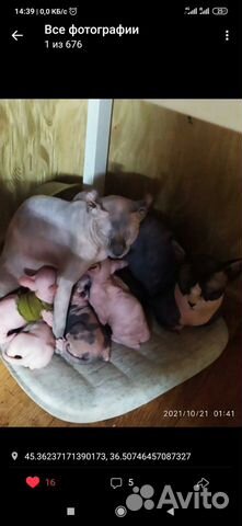 Питомник "Pansies sasas" канадских сфинксов