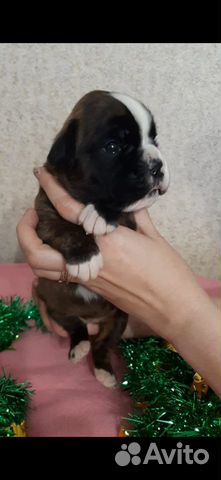 Первокласные щенки немецкого боксера