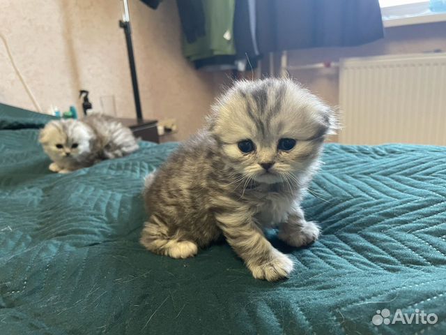 Шотландские вислоухие котята мраморные