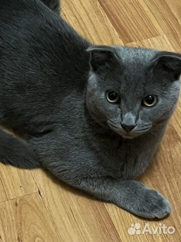 Отдам котика