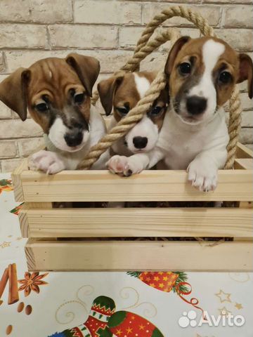 Щенки джек Рассел терьер