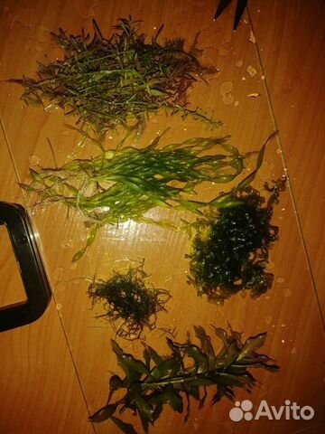 Аквариумные растения