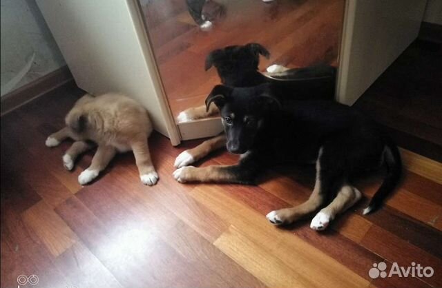 Щенки 1.5 месяца мальчики