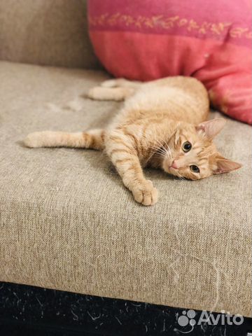 Рыжее счастье ищет дом