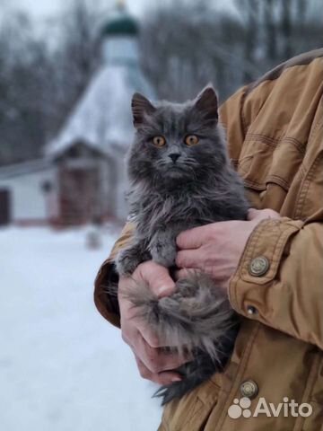 Дымчатая красавица в поисках счастья