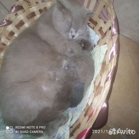Котята британские