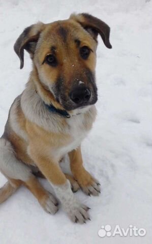 Щенок Бадди