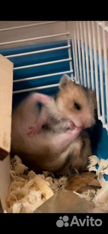 Сирийский хомяк бесплатно