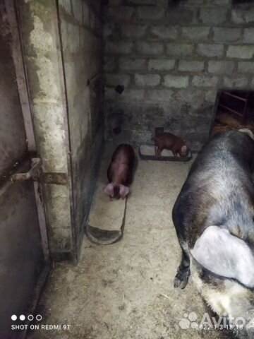 Продам свиней дюрок