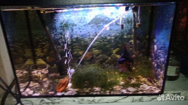 Аквариум 80 литров с полным оборудованием и рыбой