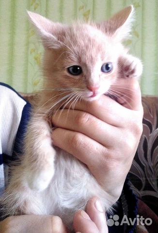 Котята в добрые руки бесплатно