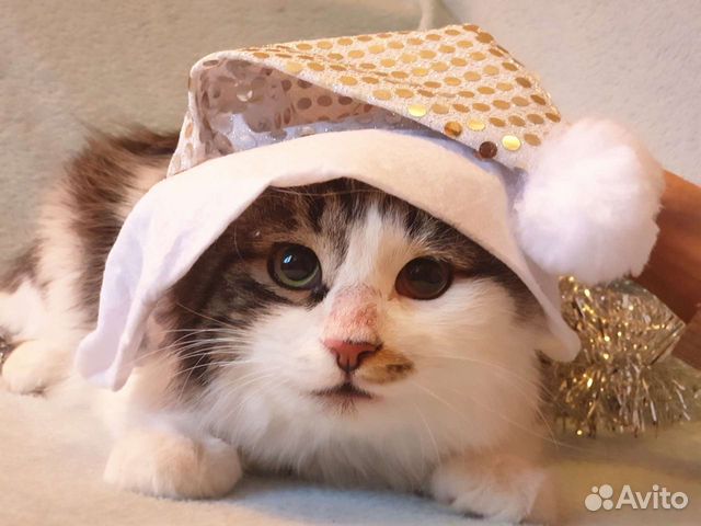 Котенка выбросили мокрым на мороз