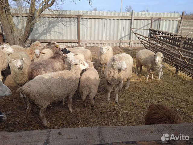 Овцы бараны ягнята