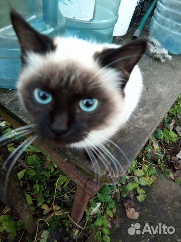 Две кошечки и котик мёрзнут в деревне