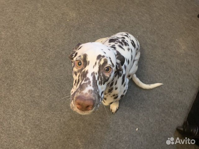 Продам долматинца 7 месяцев 5000 приучина к пеленк