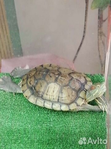 Красноухая черепаха