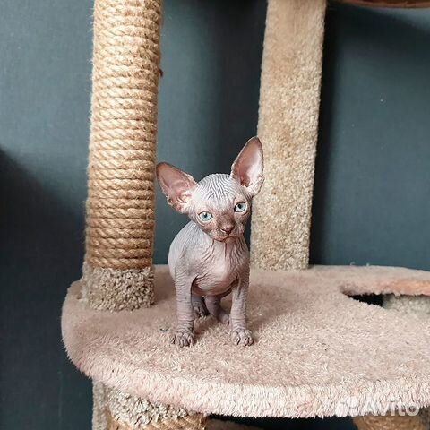 Канадский сфинкс