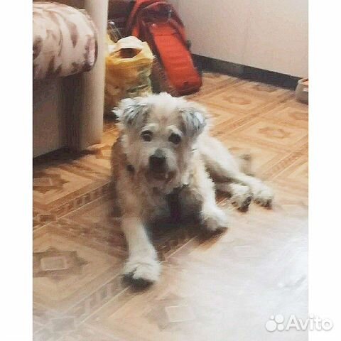 Собака Маленькая кобель кастрирован 5 лет