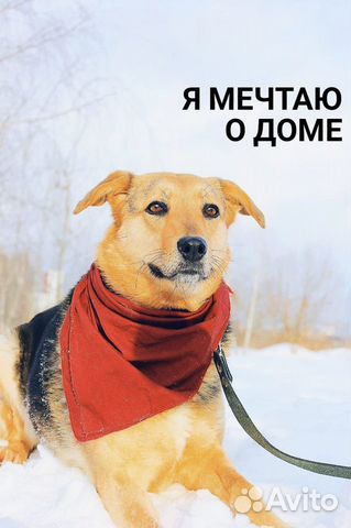 Шелли мечтает о семье