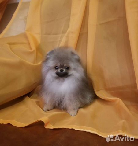 Померанский шпиц мини