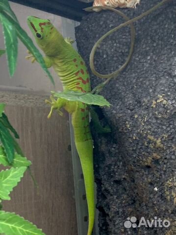 Гекконы (самец+самка)