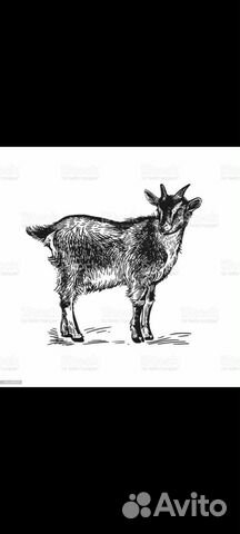 Камерунские козы