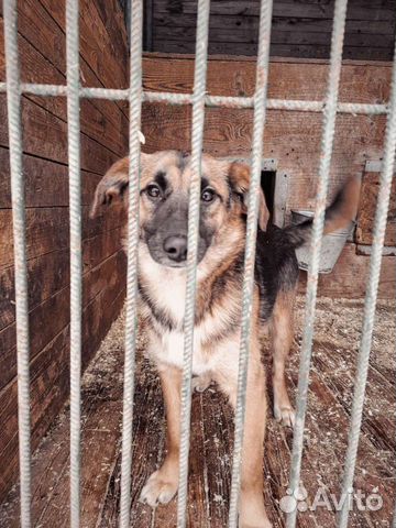 Щенок Нео тоскует в приюте без человека