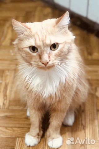 Котик ну очень хороший