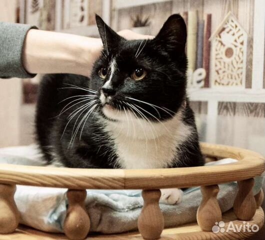 Кот в добрые руки