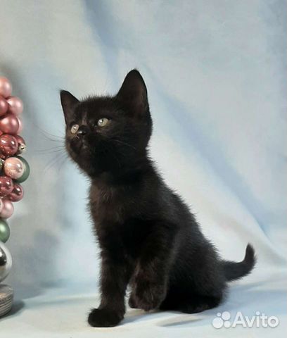 Бомбейские котята