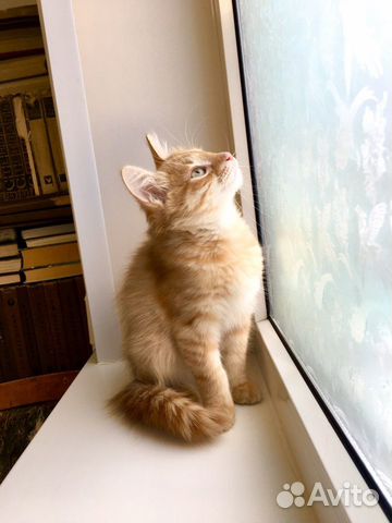 Котенок в добрые руки