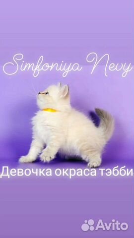 Невская девочка тэбби