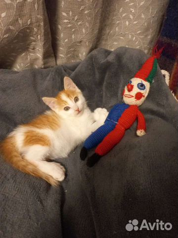 Кошка в дар
