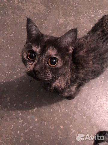 Кошка