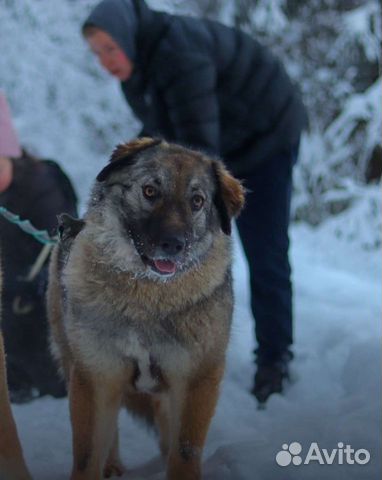 Собака для загородного дома в дар